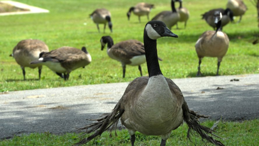 Geese in Need